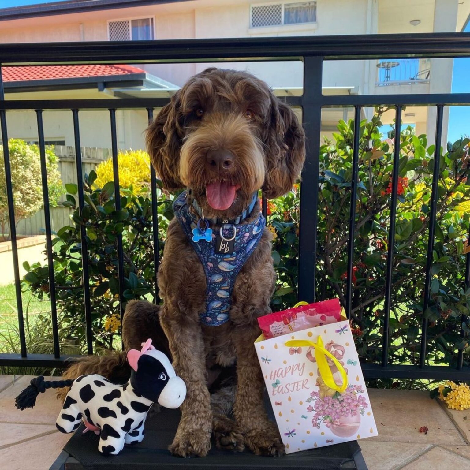 How Much Do Labradoodles Weigh? [All Sizes] - OodleLife®