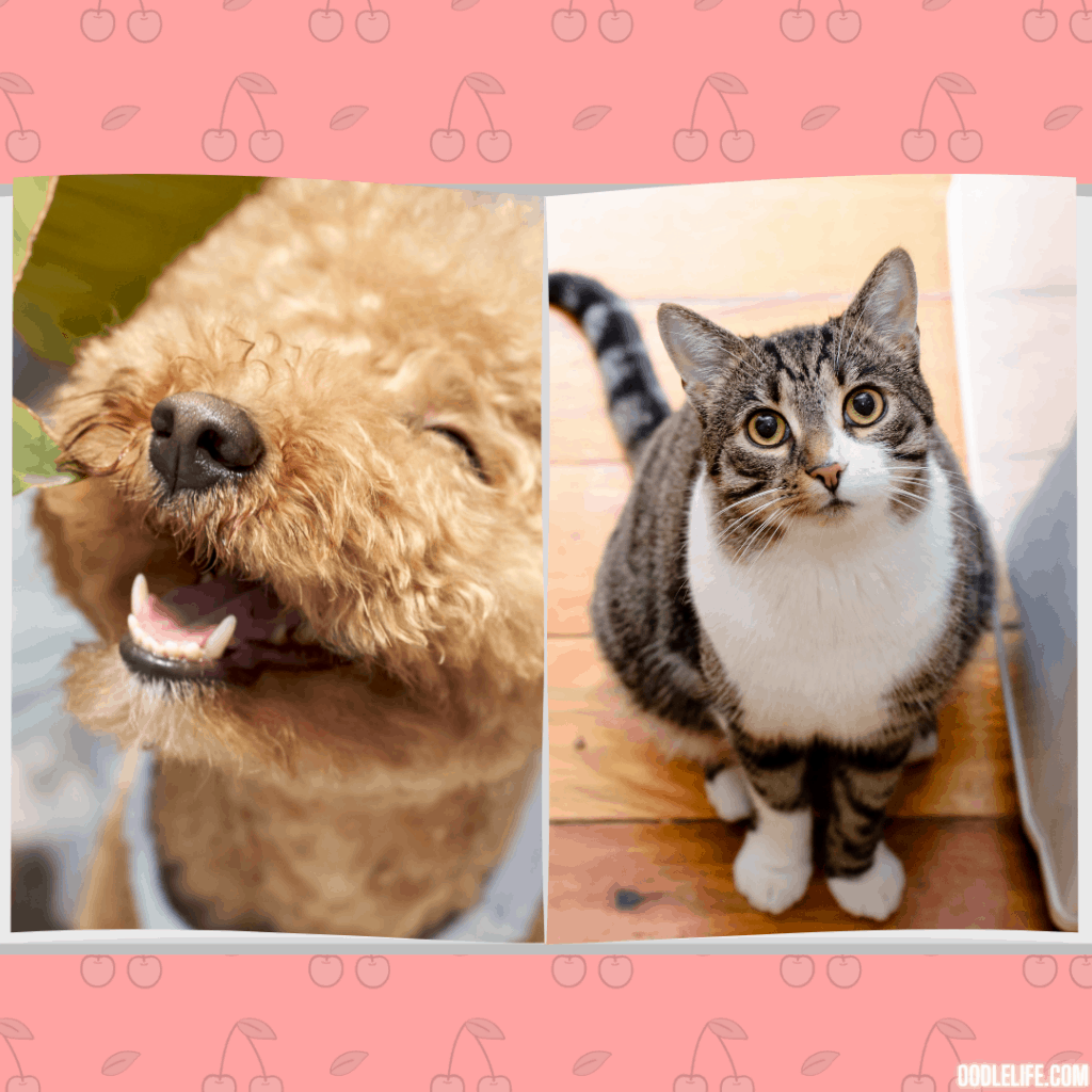 Do Poodles Get Along With Cats? [5 Training Tips] - Oodle Life