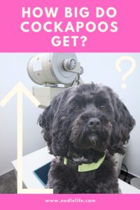 How Big Do Cockapoos Get? [Measurements + Photos] - Oodle Life
