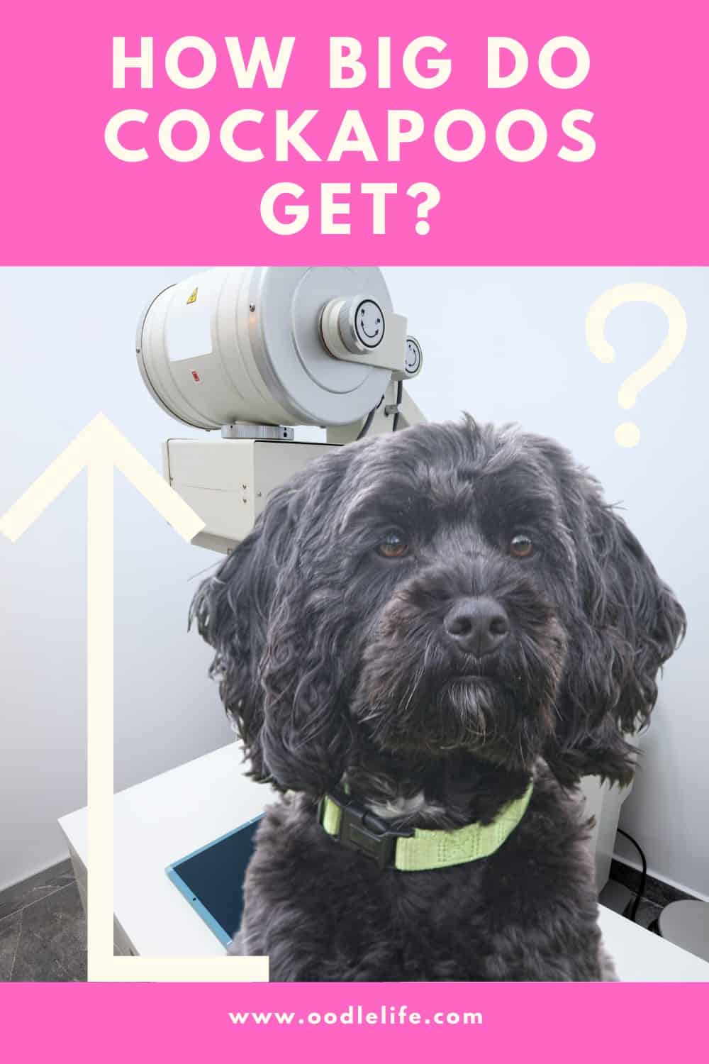 How Big Do Cockapoos Get? [Measurements + Photos] - Oodle Life