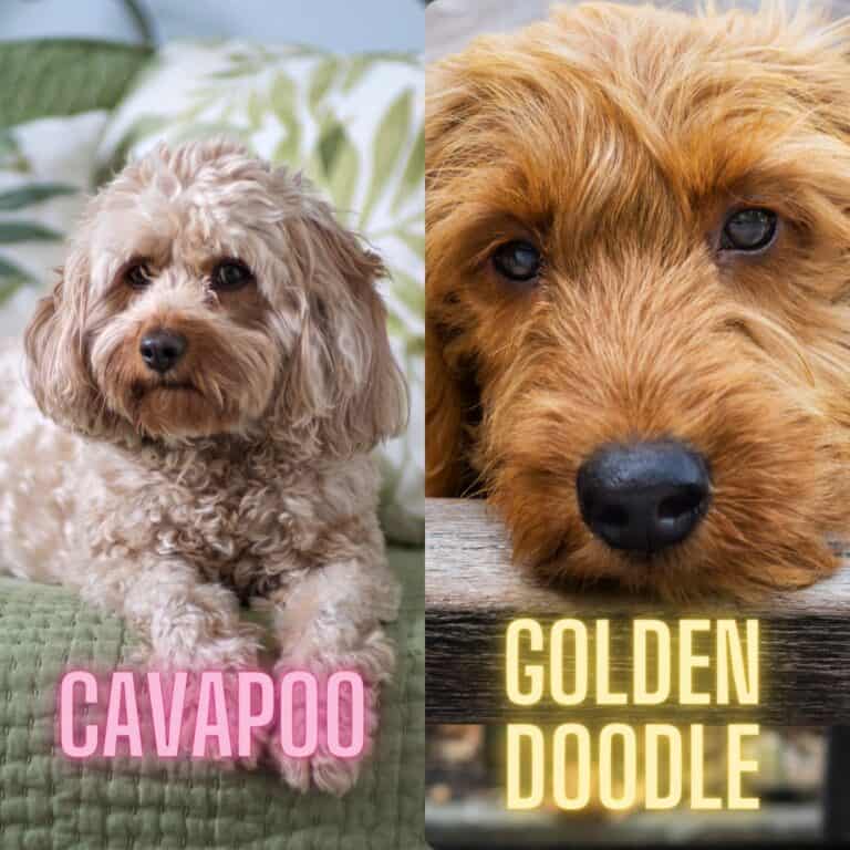 Cavapoo Vs Goldendoodle Best Breed Comparison [with Photos] - Oodle Life