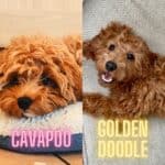 Cavapoo Vs Goldendoodle Best Breed Comparison [with Photos] - Oodle Life
