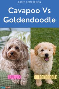 Cavapoo Vs Goldendoodle Best Breed Comparison [with Photos] - Oodle Life