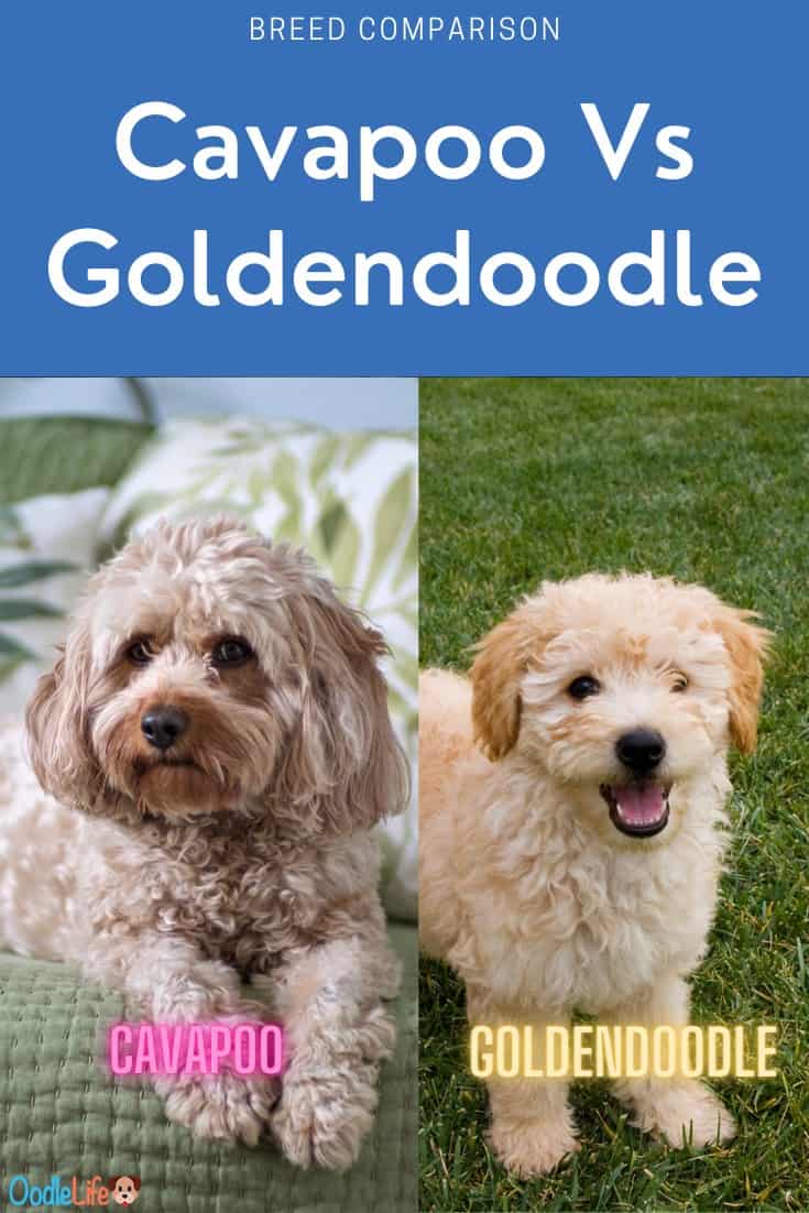 Cavapoo Vs Goldendoodle Best Breed Comparison [with Photos] - Oodle Life