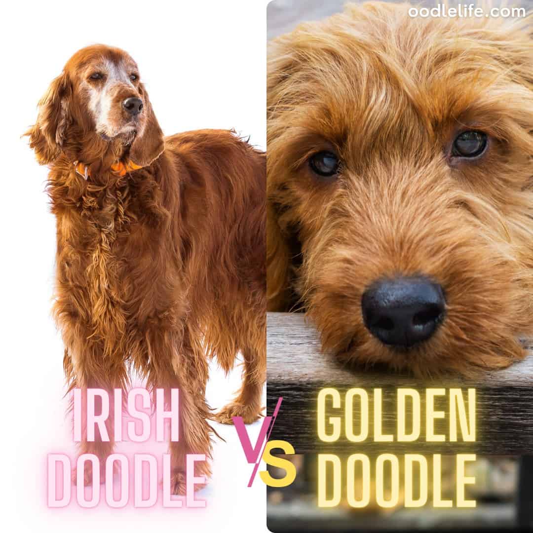 Irish Doodle Vs Goldendoodle (Breed Comparison With Photos) - Oodle Life