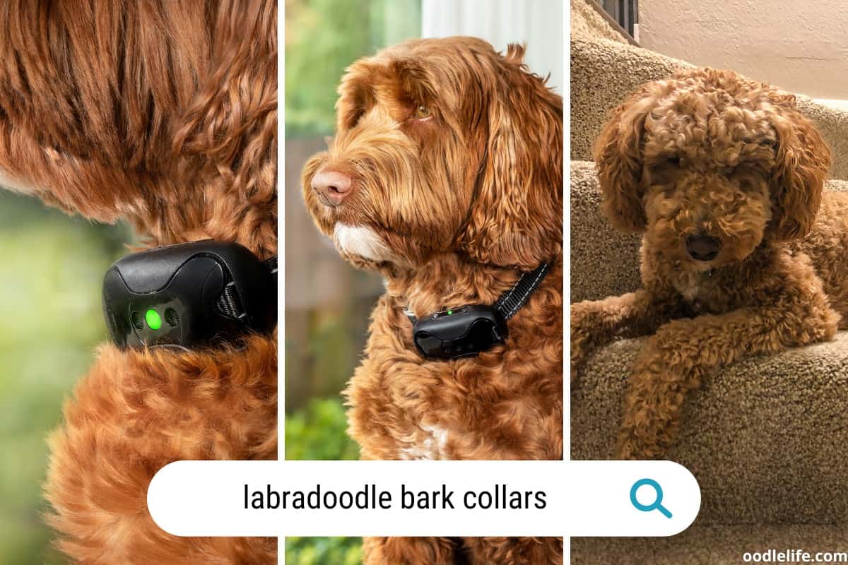 Do Labradoodles Bark A Lot? [+ How To Stop Labradoodle Barking] (2024 ...