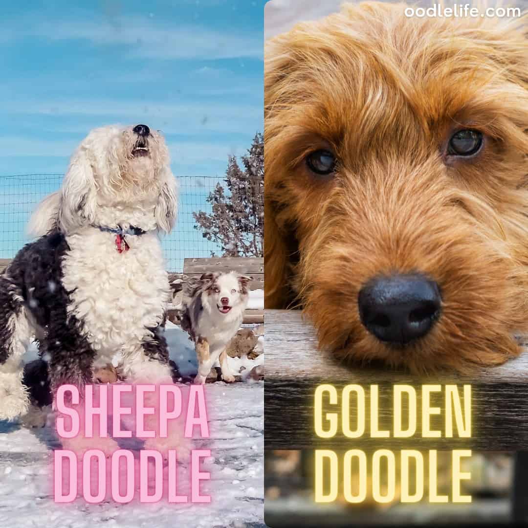Sheepadoodle Vs Goldendoodle Breed Comparison [with Photos] - Oodle Life
