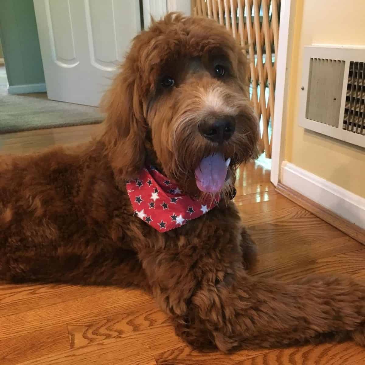 Will My Red Goldendoodle Change Color? (Red Goldendoodle Photos ...