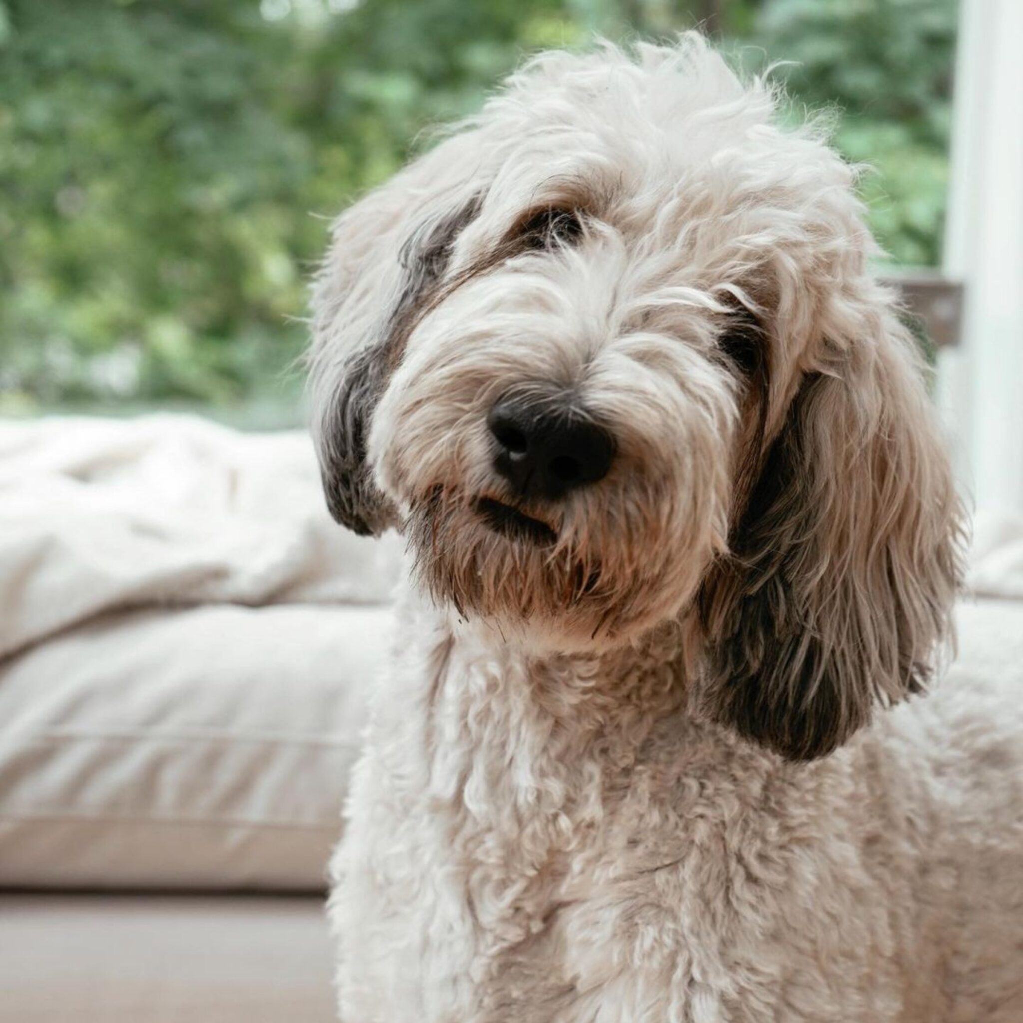 What Color Are Goldendoodles (with Photos) Coat Color Guide - Oodle Life