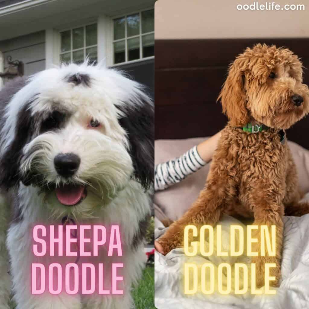 Sheepadoodle Vs Goldendoodle Breed Comparison [with Photos] - Oodle Life