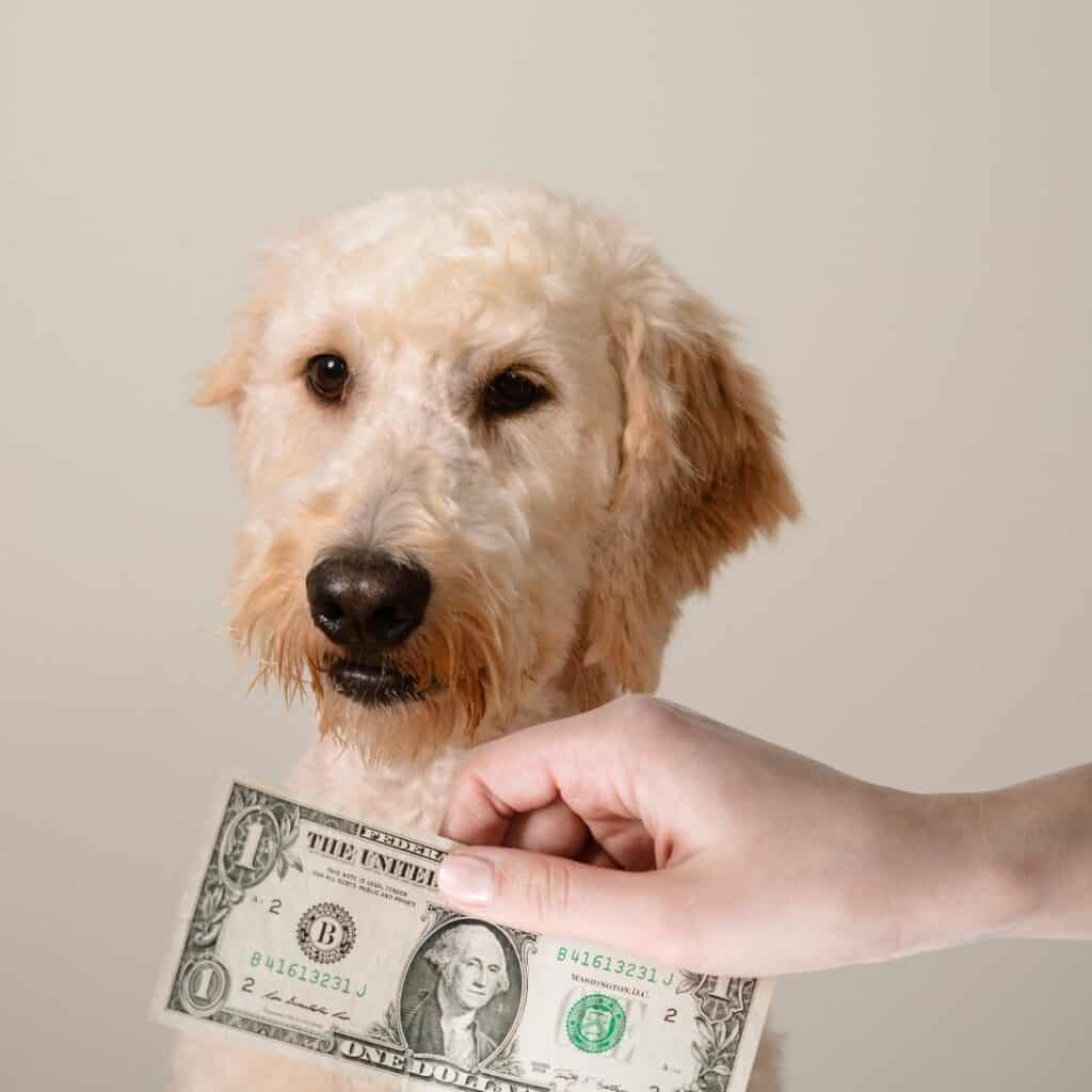 Why Are Goldendoodles So Expensive? - Oodle Life