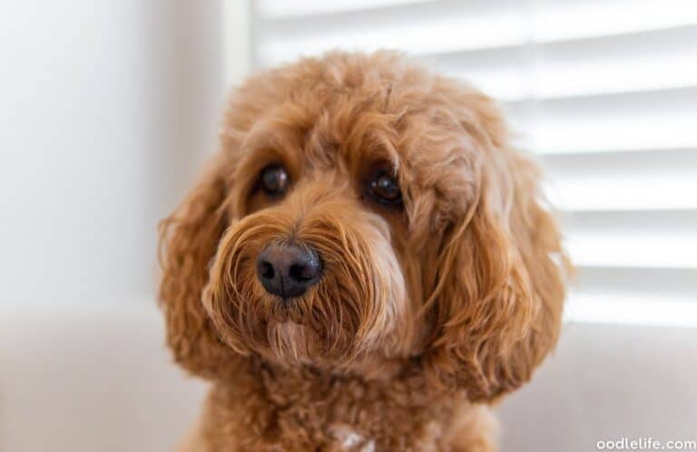 Cavapoo Generations Compared: F1 Vs F1b Vs F2 Cavapoos - Oodle Life