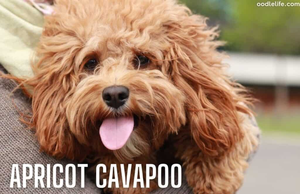 Cavapoo Colors (with Photos Including Tricolor) - Oodle Life