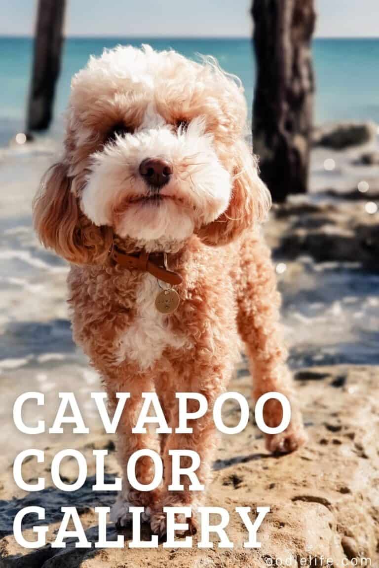 Cavapoo Colors (with Photos Including Tricolor) - Oodle Life