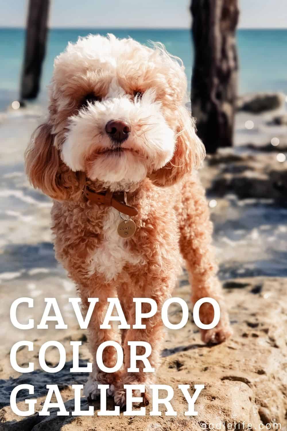 Cavapoo Colors (with Photos Including Tricolor) - Oodle Life