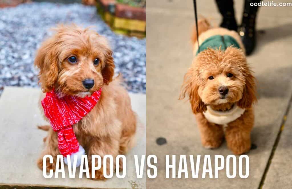 Havapoo Vs Cavapoo - Which Is Better? [with Photos] - Oodle Life