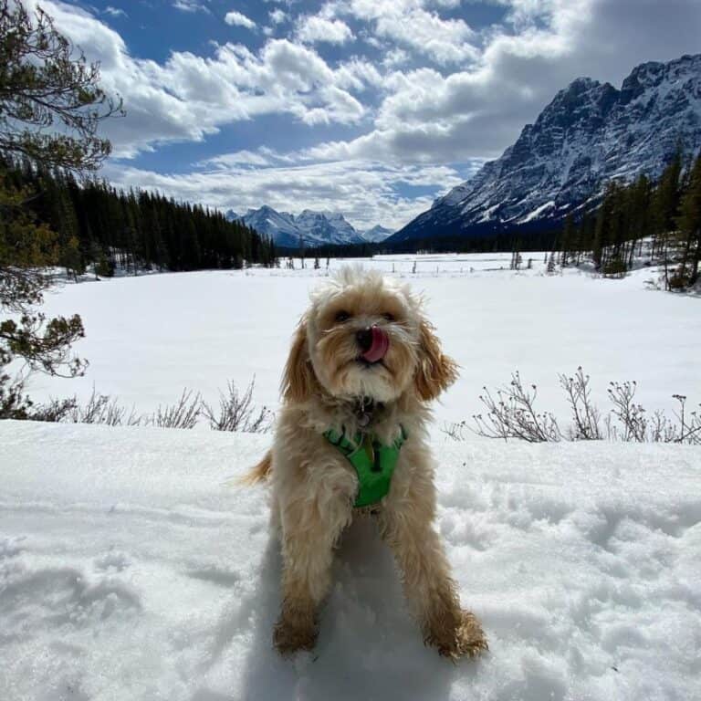 Do Cavapoos Like Snow? Cold Weather Guide - Oodle Life