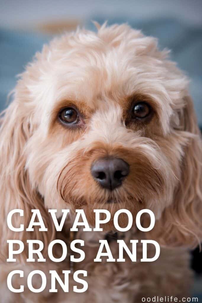 Are Cavapoos Good With Other Dogs