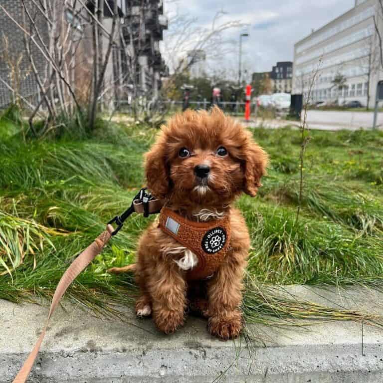 Cavapoo Potty Training Guide [5 Simple Steps] - OodleLife®