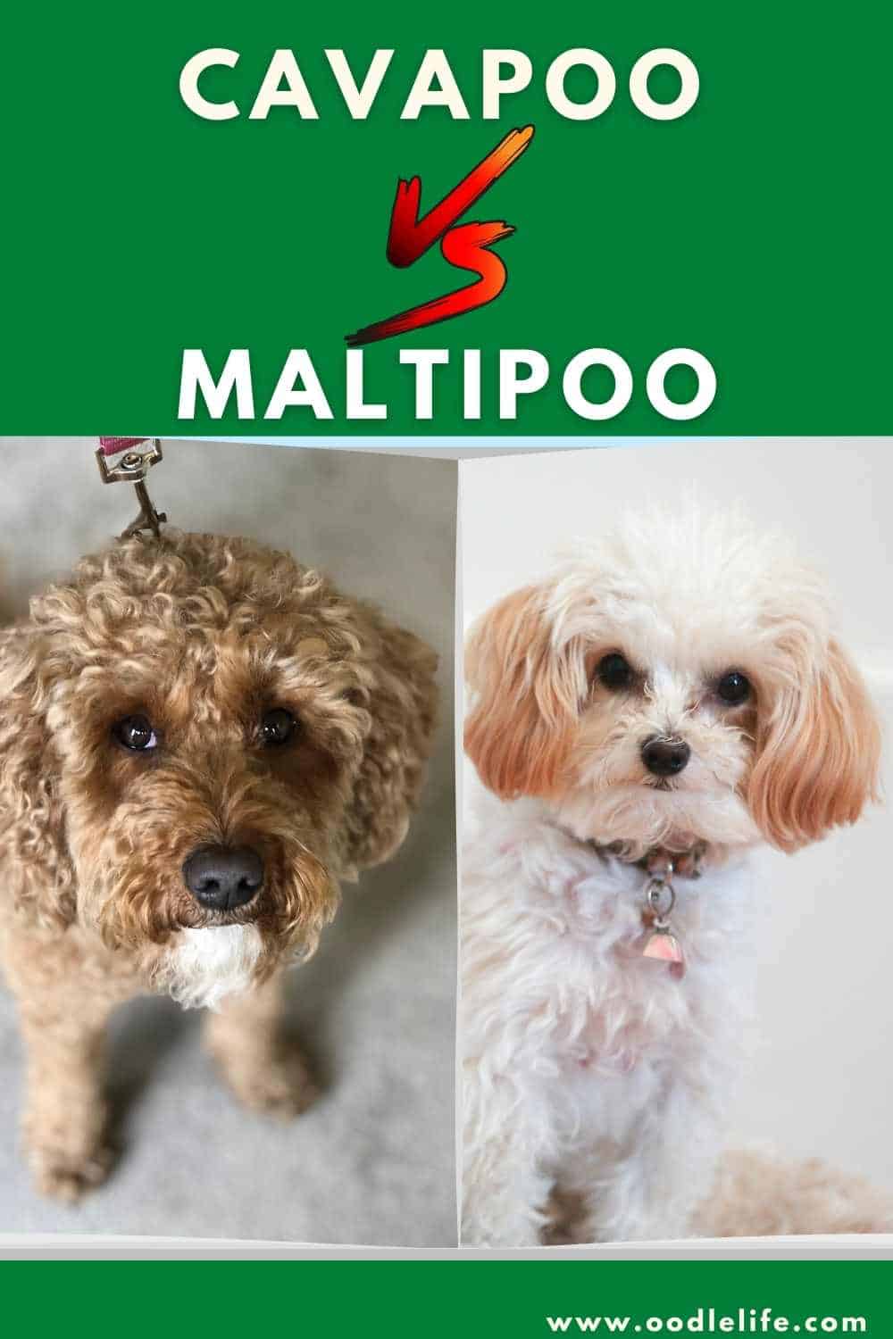 Cavapoo Vs Maltipoo Breed Comparison [Photos] - Oodle Life