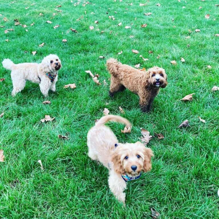Cavapoo Generations Compared: F1 Vs F1b Vs F2 Cavapoos - Oodle Life