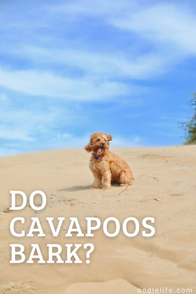 Do Cavapoo Dogs Bark A Lot