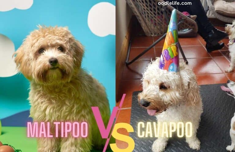Are Cavapoos Good With Kids? [5 Facts To Consider] - Oodle Life