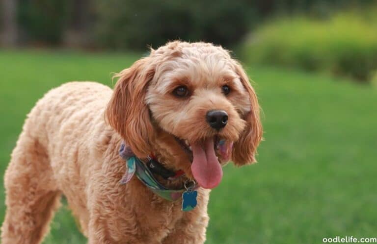 Cavapoo Generations Compared: F1 Vs F1b Vs F2 Cavapoos - Oodle Life