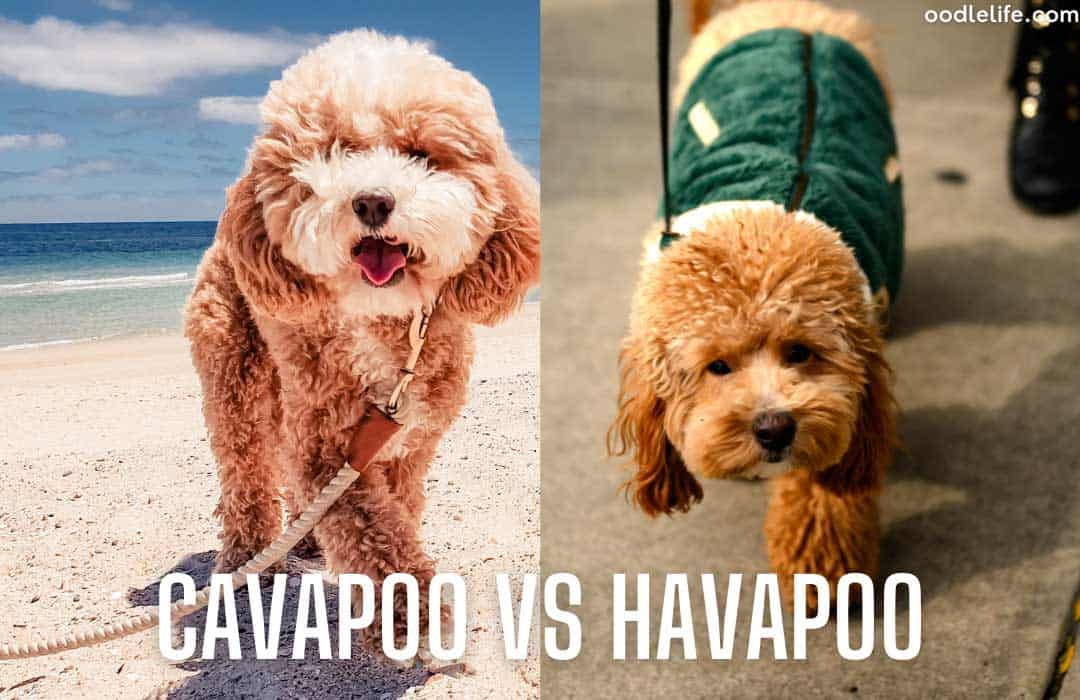 Havapoo Vs Cavapoo - Which Is Better? [with Photos] - OodleLife®