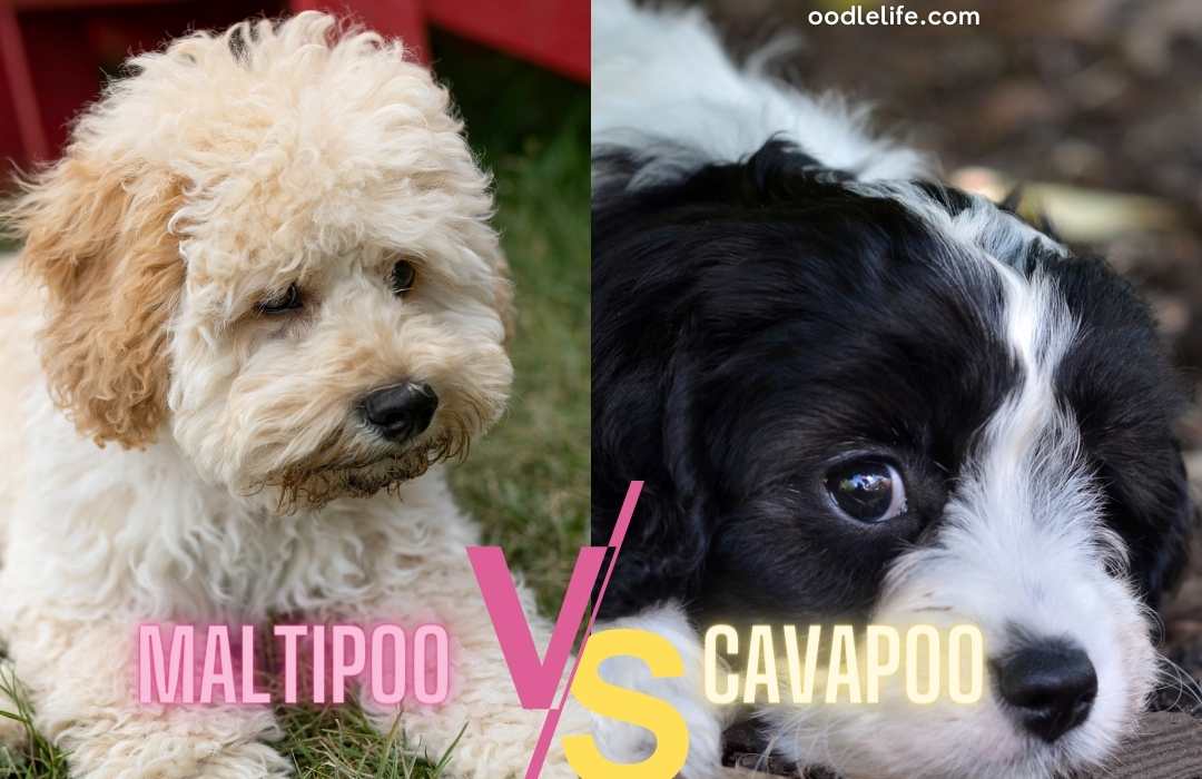 Cavapoo Vs Maltipoo Breed Comparison [Photos] - Oodle Life