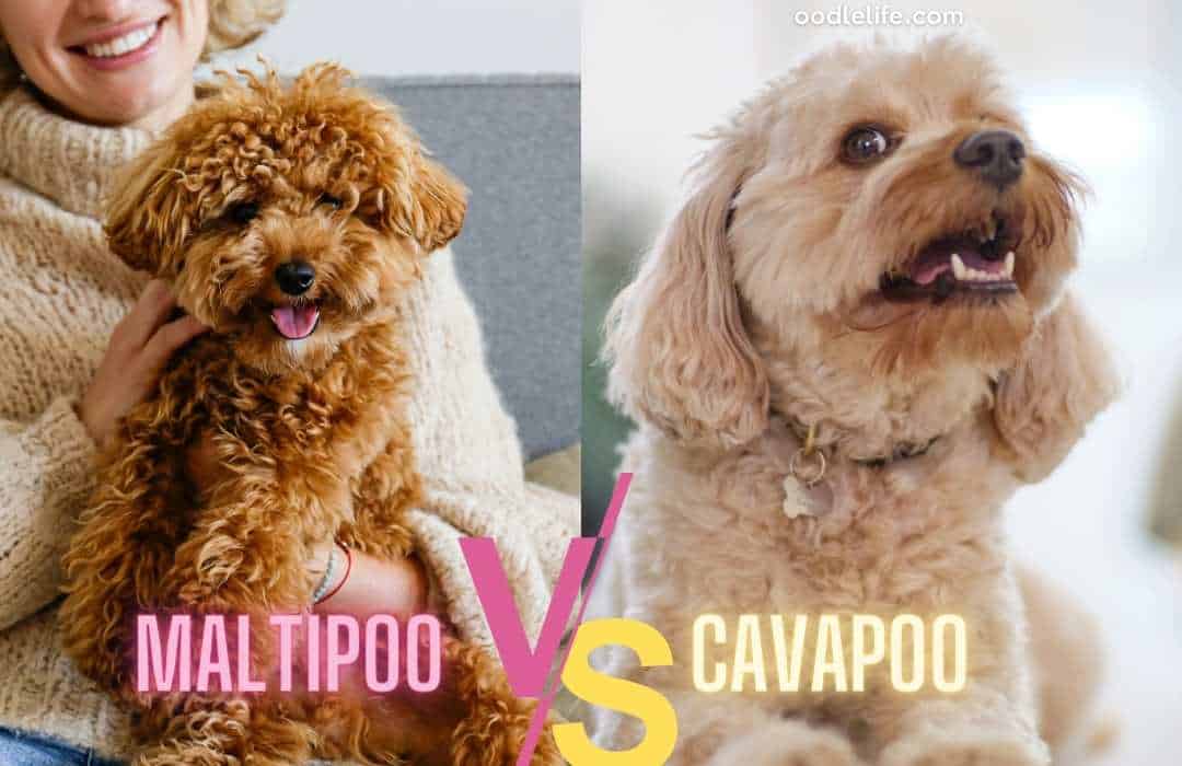 Cavapoo Vs Maltipoo Breed Comparison [Photos] - Oodle Life