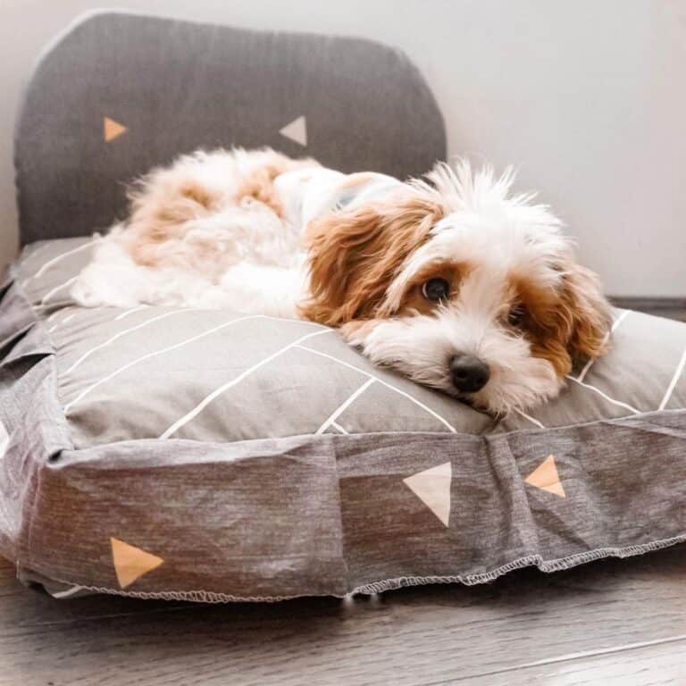 Best Cavapoo Rescues - Where And How To Adopt A Cavapoo? - Oodle Life