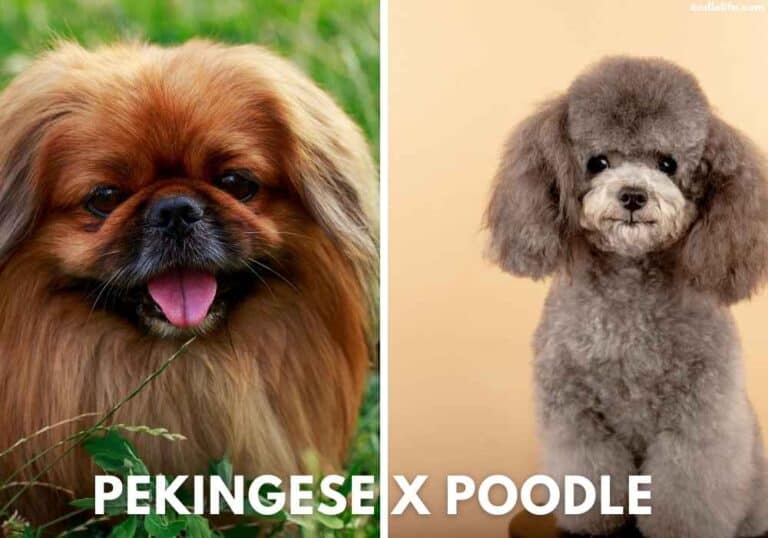 What Is A Peekapoo Dog? - Oodle Life
