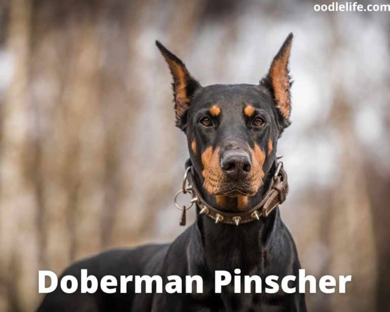 13 Badass Dog Breeds (with Photos) Scary Tough - Oodle Life