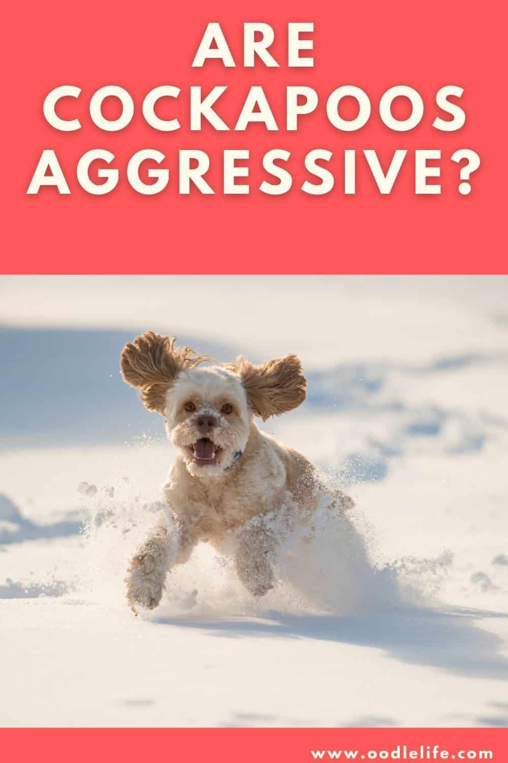 Are Cockapoos Aggressive? - Oodle Life