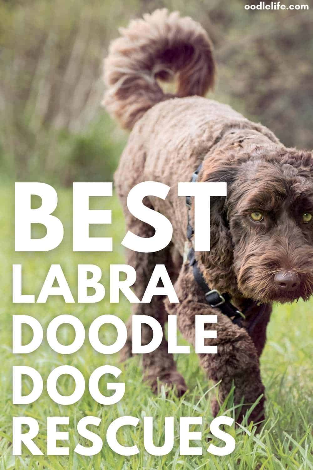 Best Labradoodle Rescues [9 Best USA And Canada] - Oodle Life