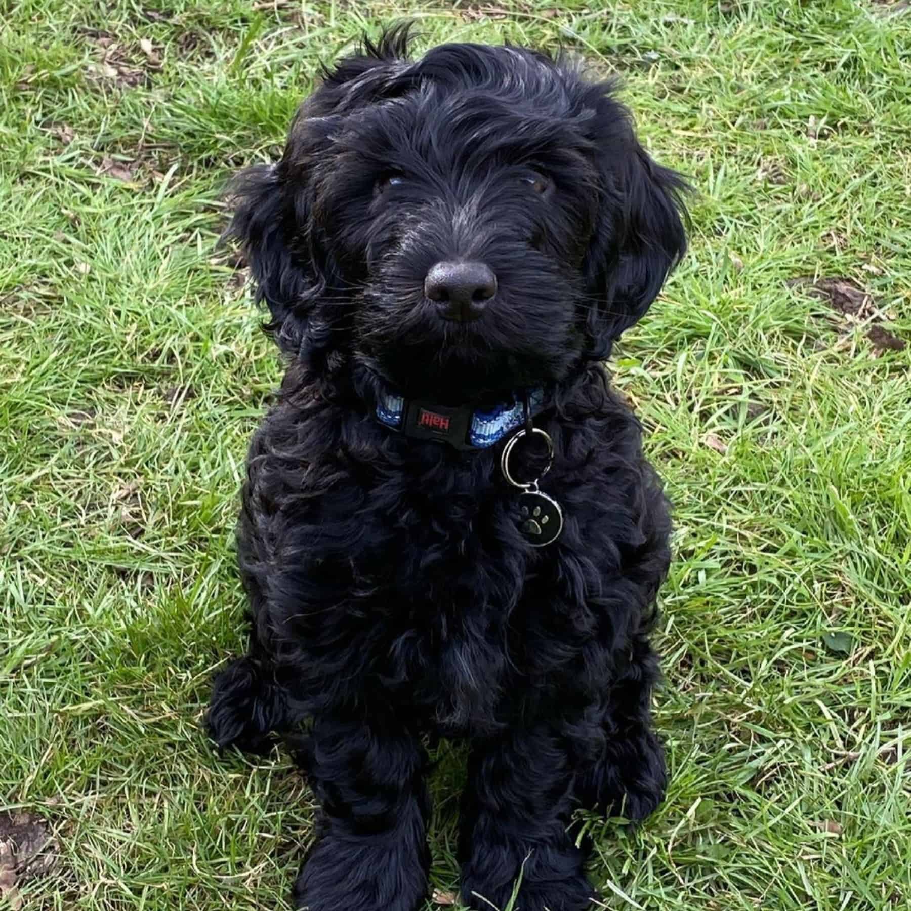 Do Cockapoos Shed? [Non Shedding Cockapoo Guide] - OodleLife®