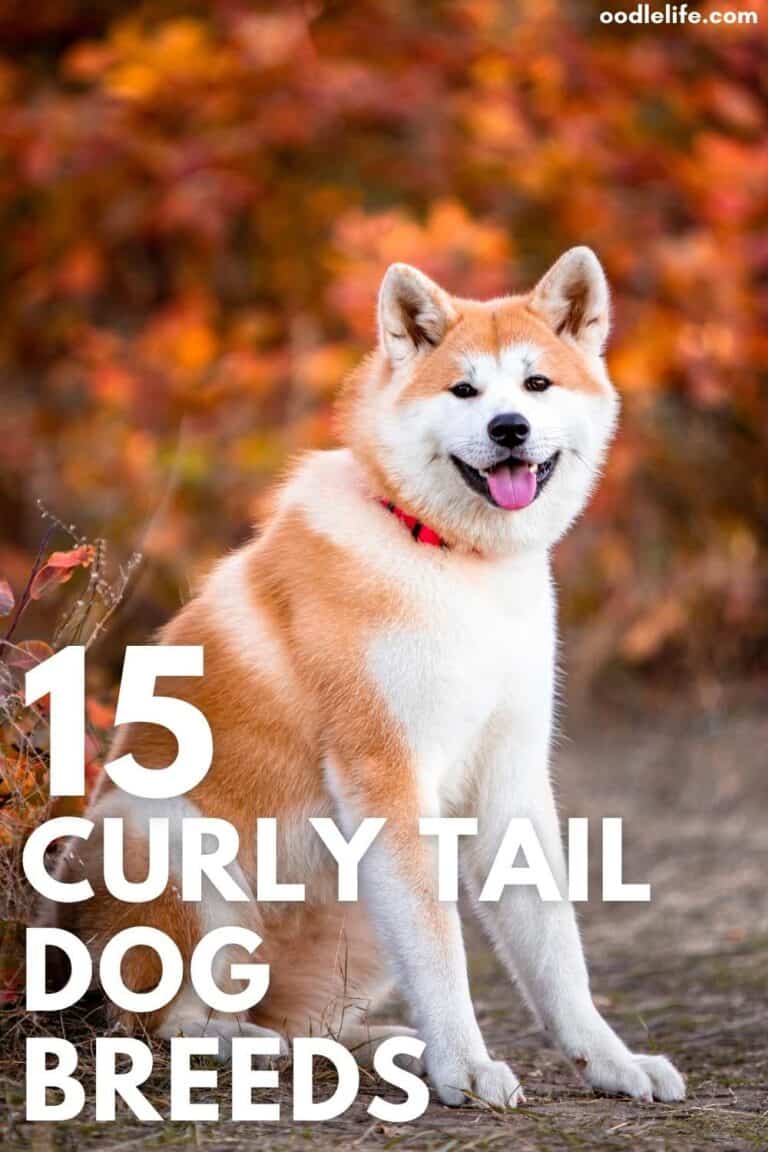 15 Amazing Dogs With Curly Tails [with Photos] - Oodle Life
