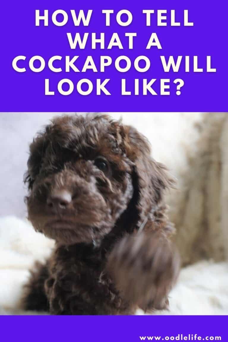 How To Tell What A Cockapoo Will Look Like - Oodle Life