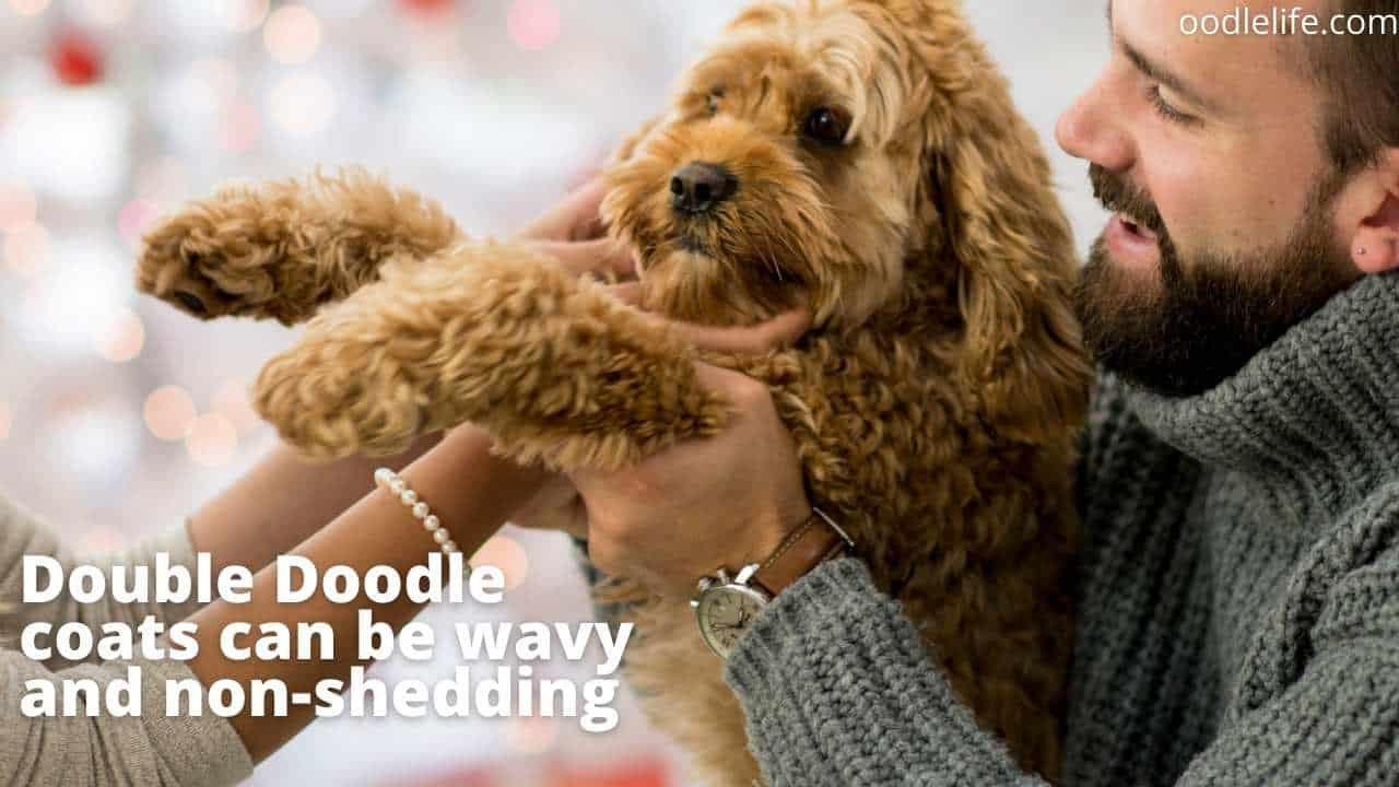 What Is A Double Doodle? [Ultimate Guide] - Oodle Life