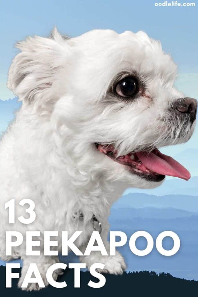 The Peekapoo 101 [13 Amazing Peekapoo Facts] - Oodle Life