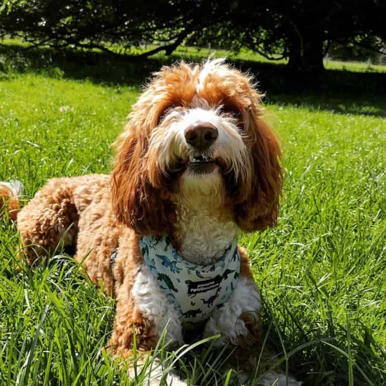 Do Cockapoos Shed? [Non Shedding Cockapoo Guide] - OodleLife®