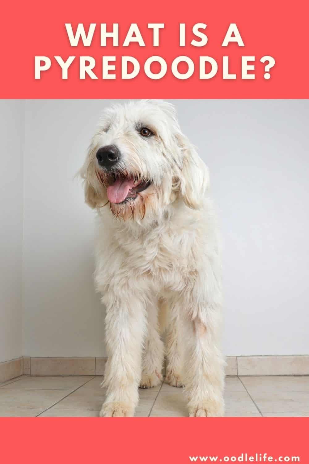 What Is a Pyredoodle? [Pyredoodle Breed Guide] - Oodle Life