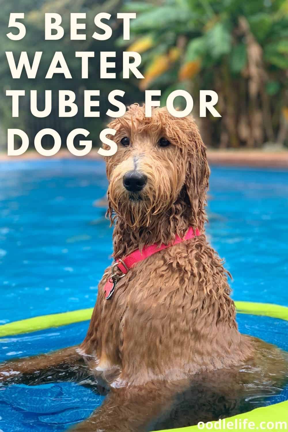 5 Best Water Tubes For A Dog - Oodle Life