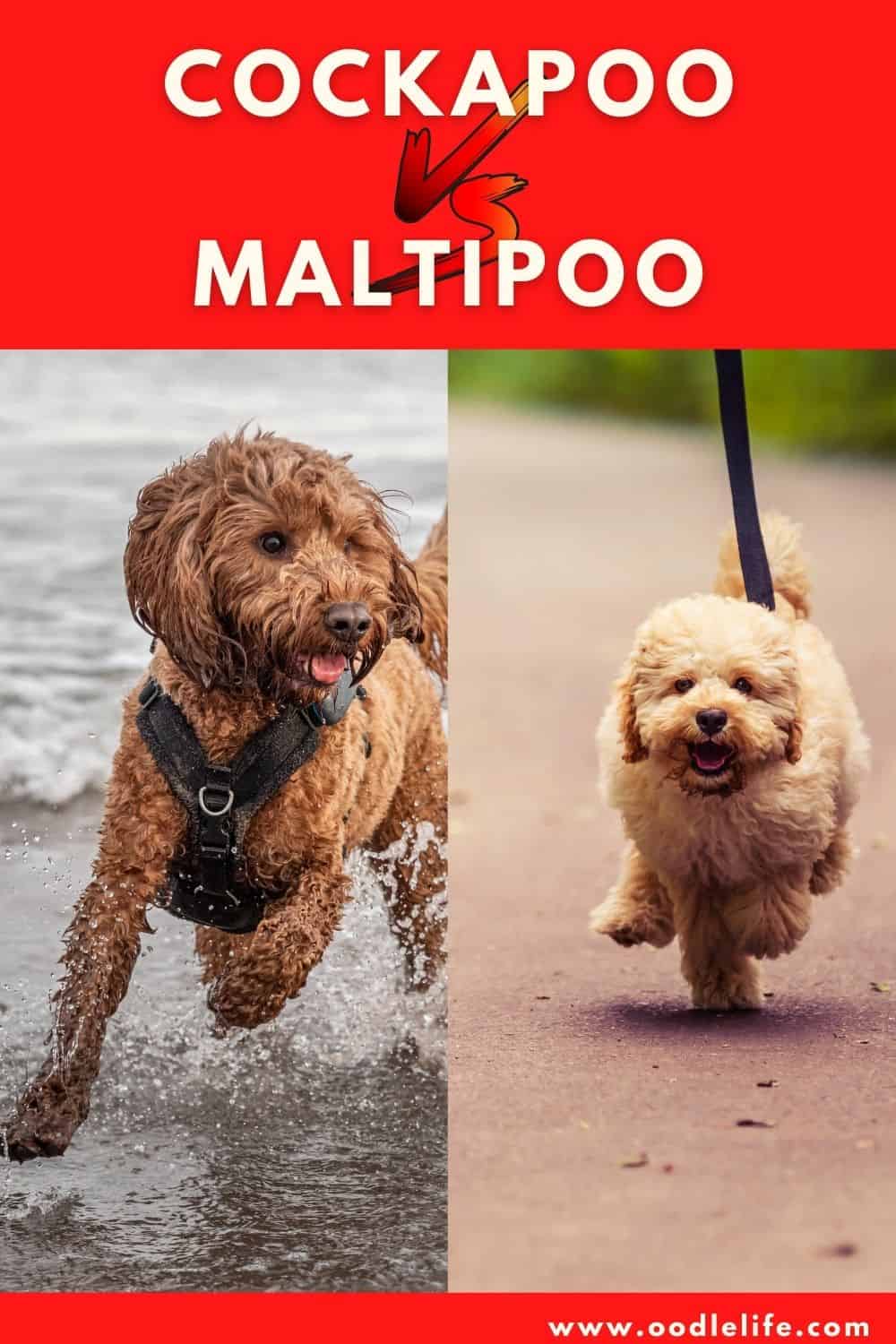 Cockapoo Vs Maltipoo [Breed Comparison With Photos] - Oodle Life