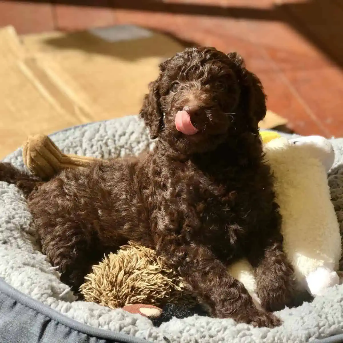 Labradoodle Teething Guide - Teething Age - Oodle Life