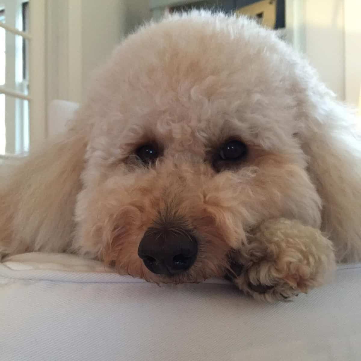 How Long Do Labradoodles Live? Lifespan Guide - Oodle Life