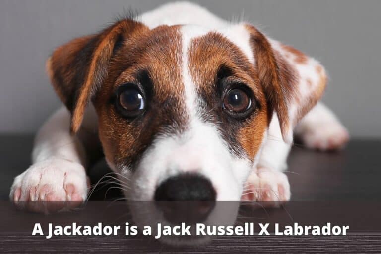 What Is A Jackador? (Jack Russell Labrador Mix) - Oodle Life