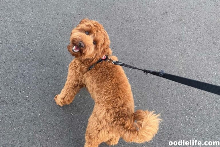 The 5 Best Anti-Jump Dog Harnesses! (2024) - OodleLife®