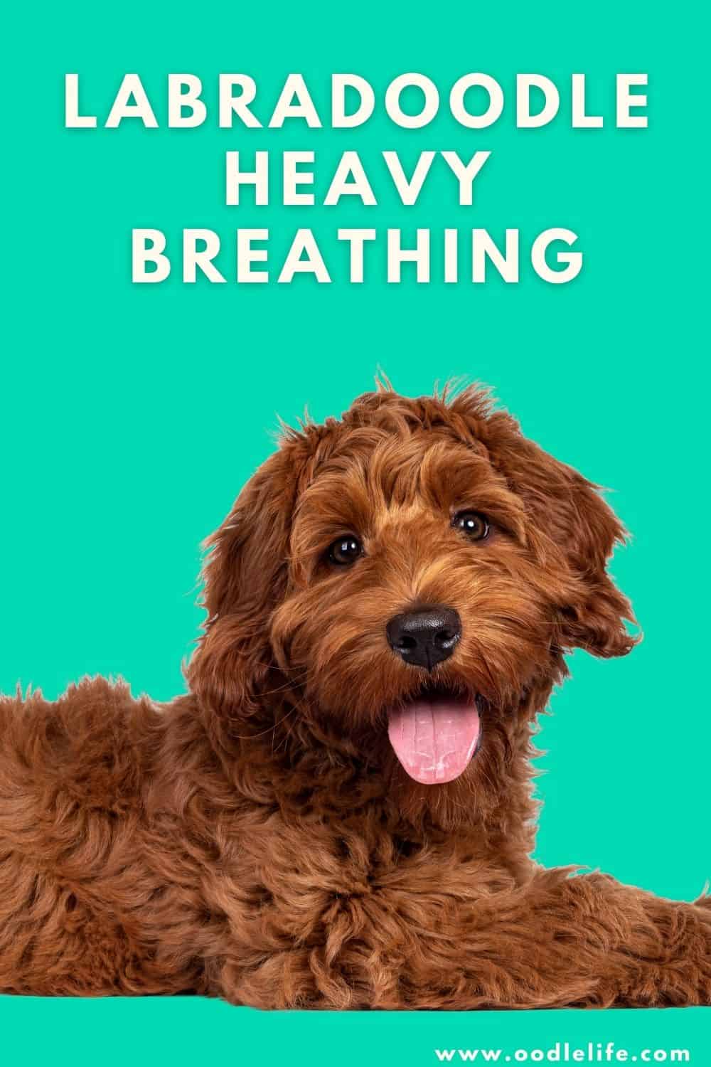Labradoodle Heavy Breathing [Why It Matters] - Oodle Life